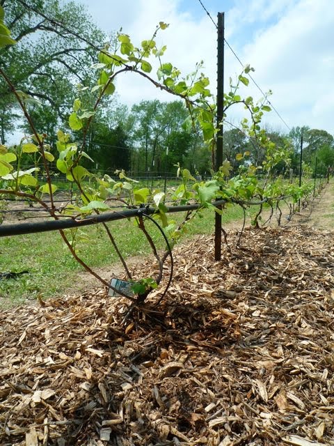 Burke's Garden: Drip Irrigation Installation for The Grapes - 2011 A