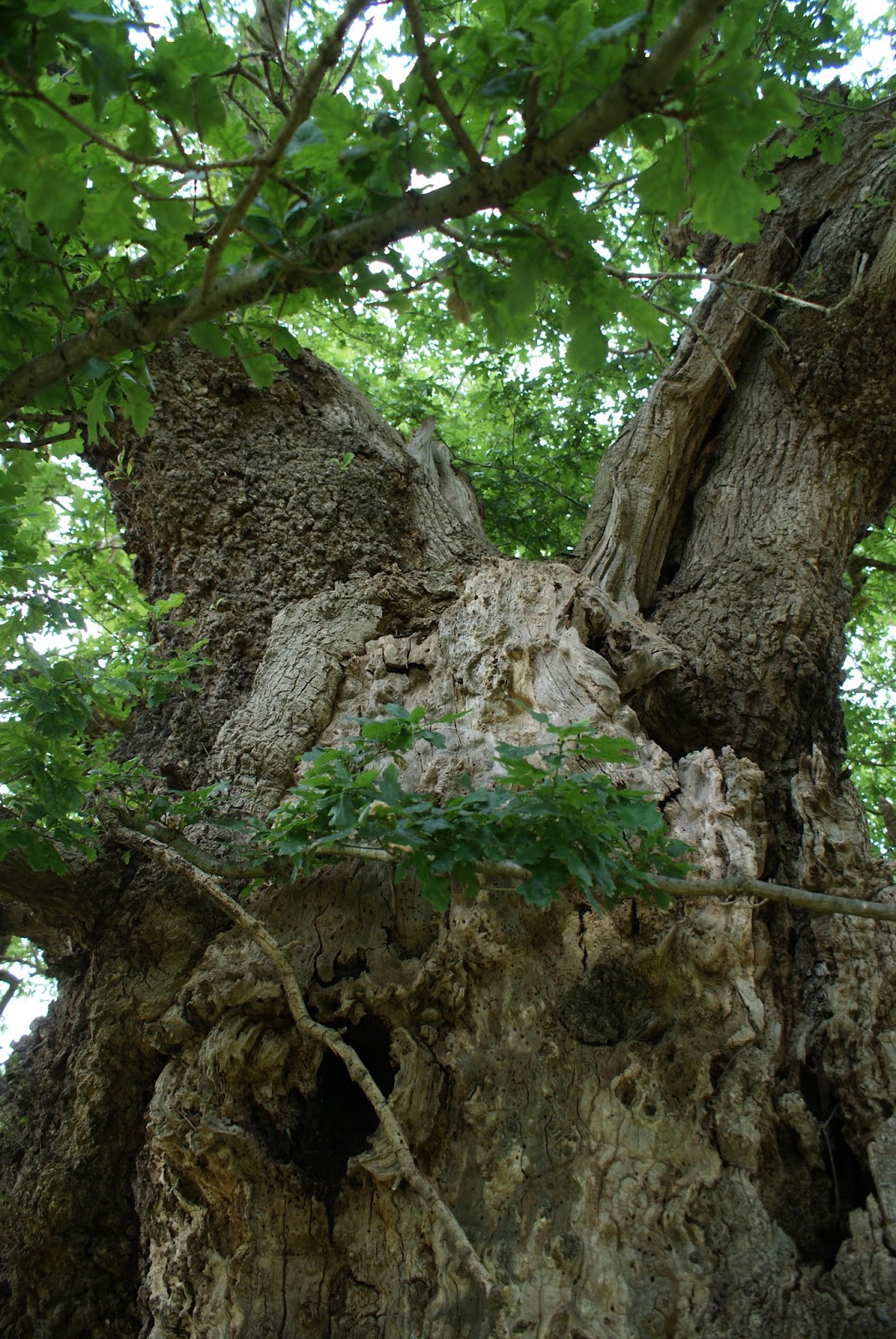 Kinver and Enville Flora and Fauna (SO88)