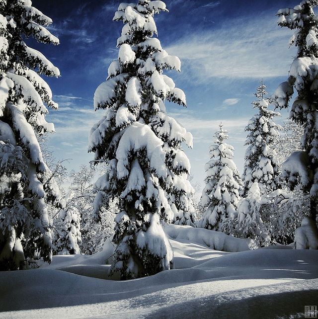 Amazing Winter Landscape Photography - Angelic Hugs