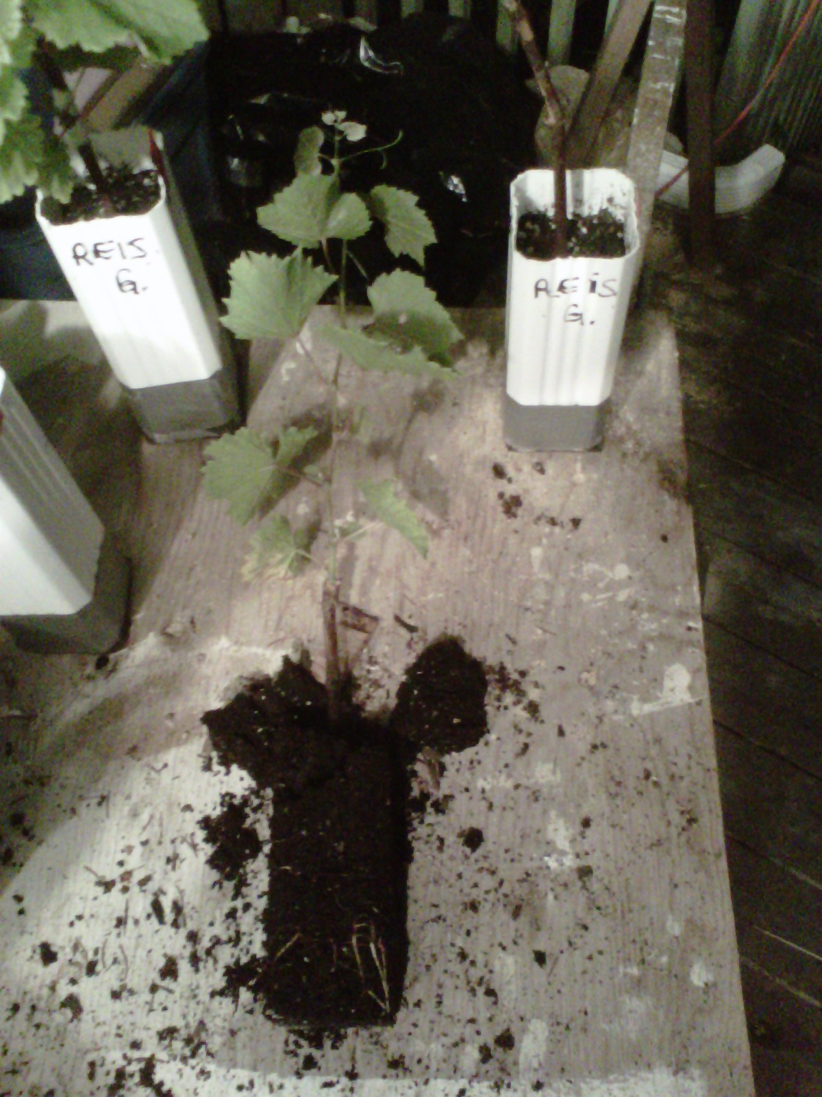 Northern Grapes: Grapevine grafting (part 2): Callusing and rooting.