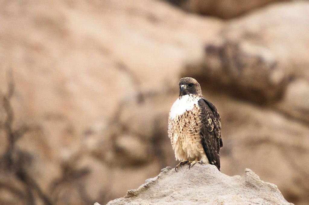 A Bird in the Bush: Joshua Tree