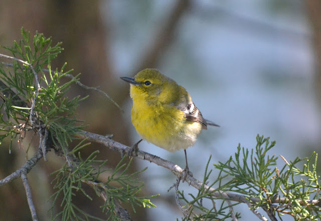 Woods Walks and Wildlife: A Pine Warbler Up Close