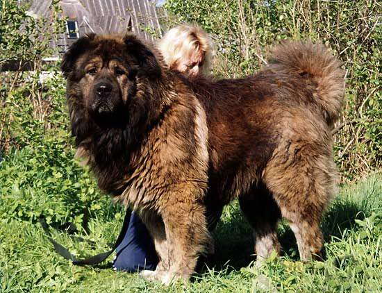 Kangfu Panda: King of Dogs Caucasian Shepherd