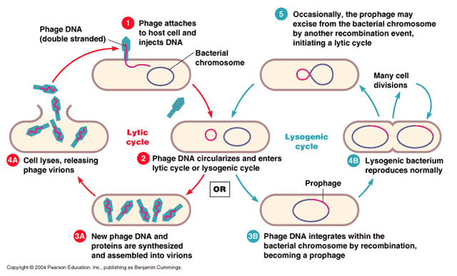 Reproduksi Bakteriofage : Daur Litik | All About Biology