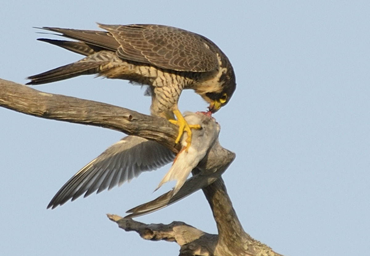 Katahdin, The Maine North Woods and Florida: Peregrine Falcon on ...