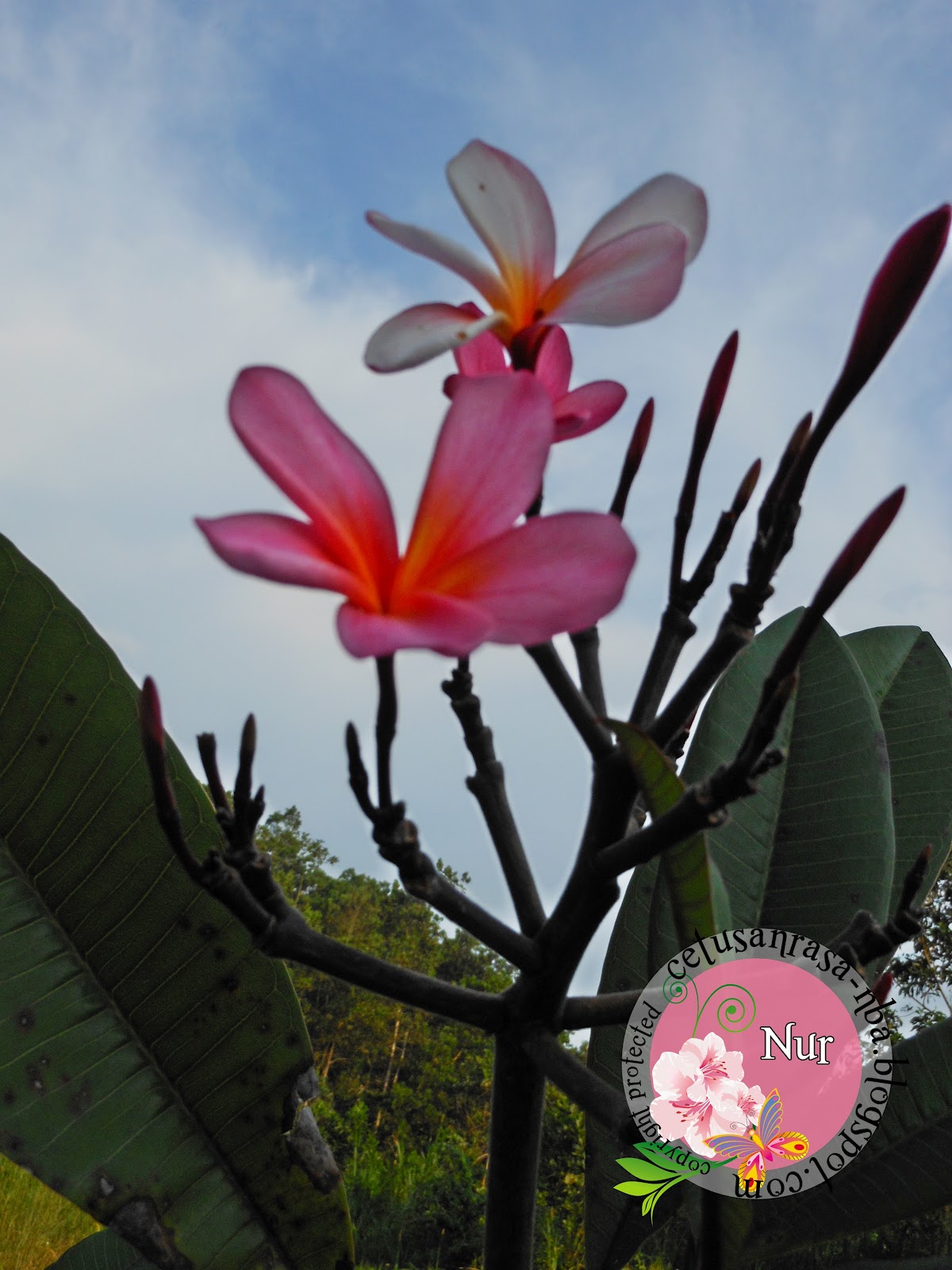 Cetusan Rasa: Bunga Kemboja