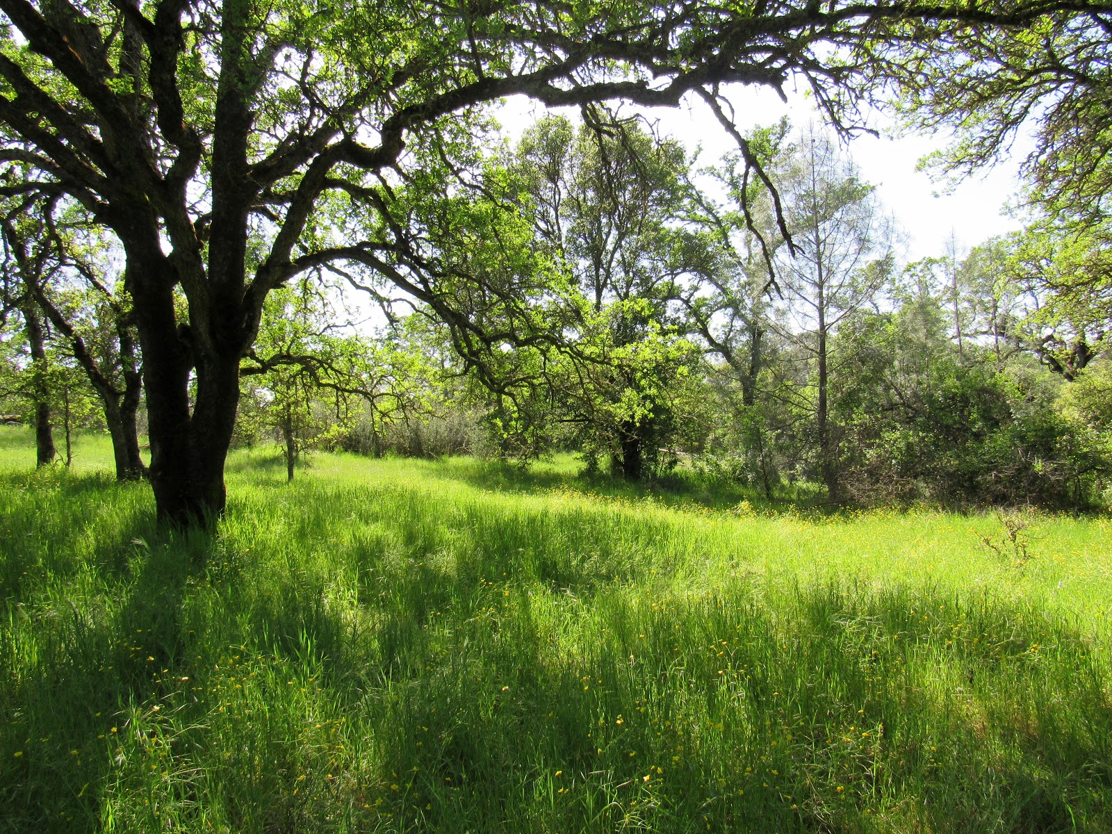 Wildflowers of the Sierra Nevada Foothills: Table Mountain Hike