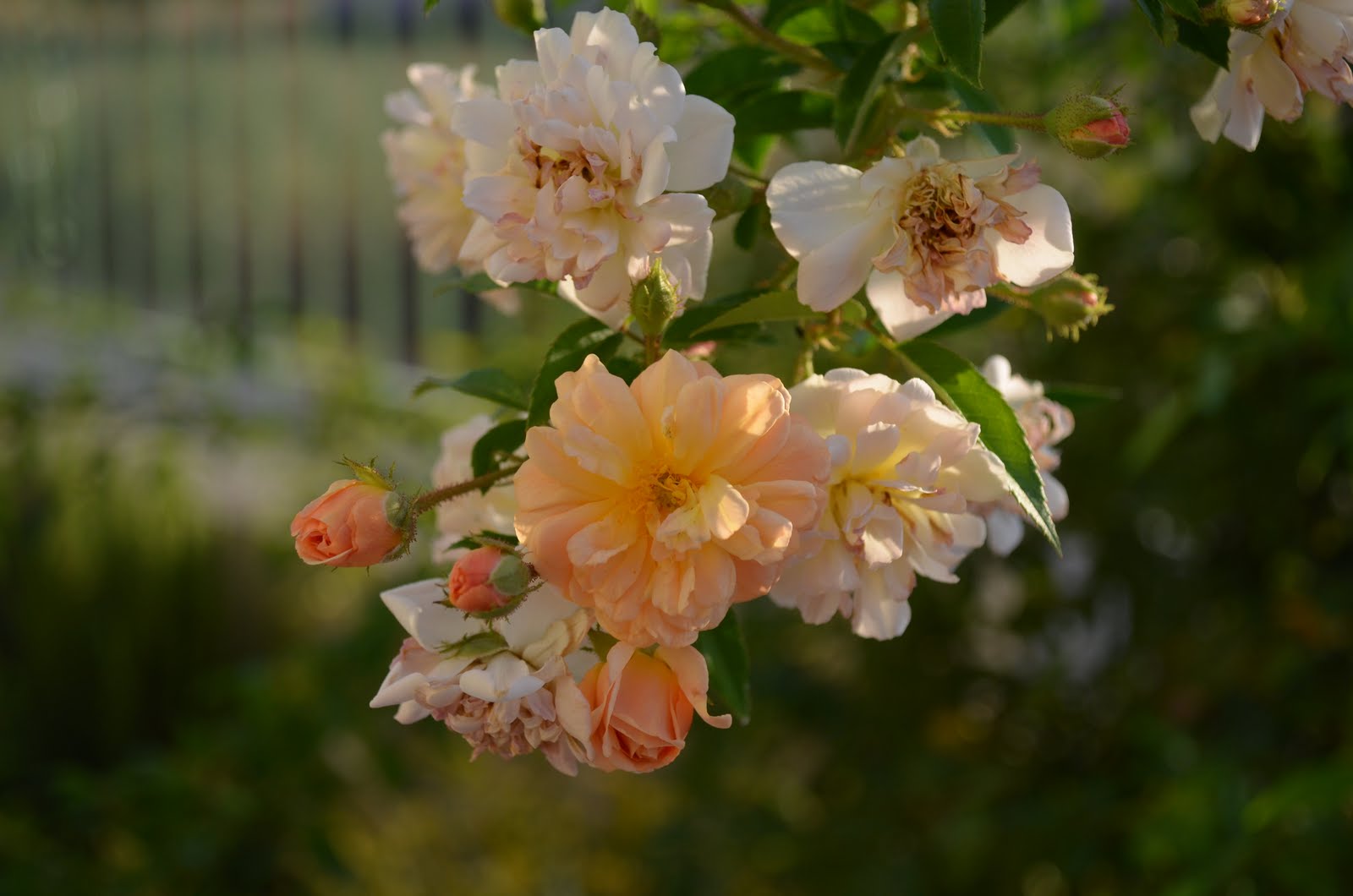 Jurnal de gradina: Flori de August