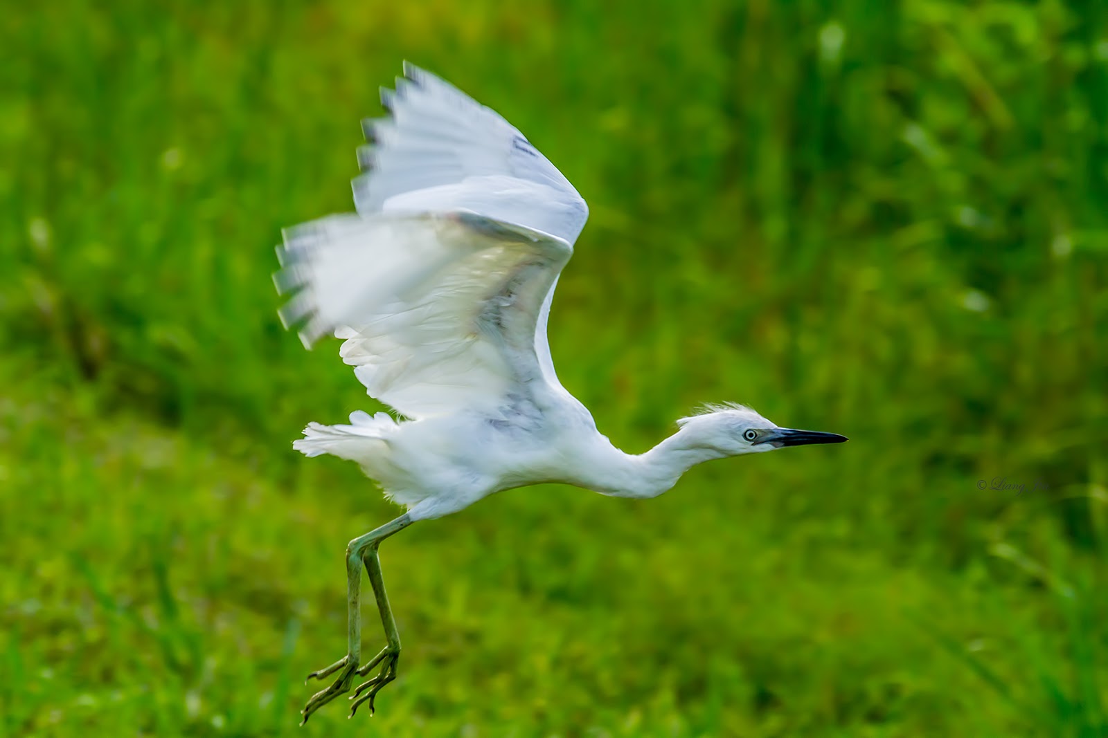 See What I See: The little blue heron