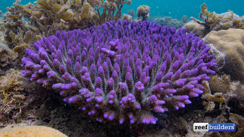 TERUMBU KARANG ACROPORA MILLEPORA ~ Everything About Fish