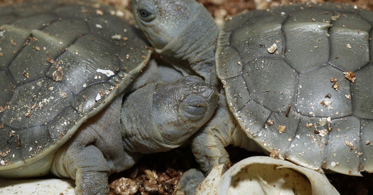 @cerbojam: Singapore Zoo Campaign to Save Rarest Tortoise!