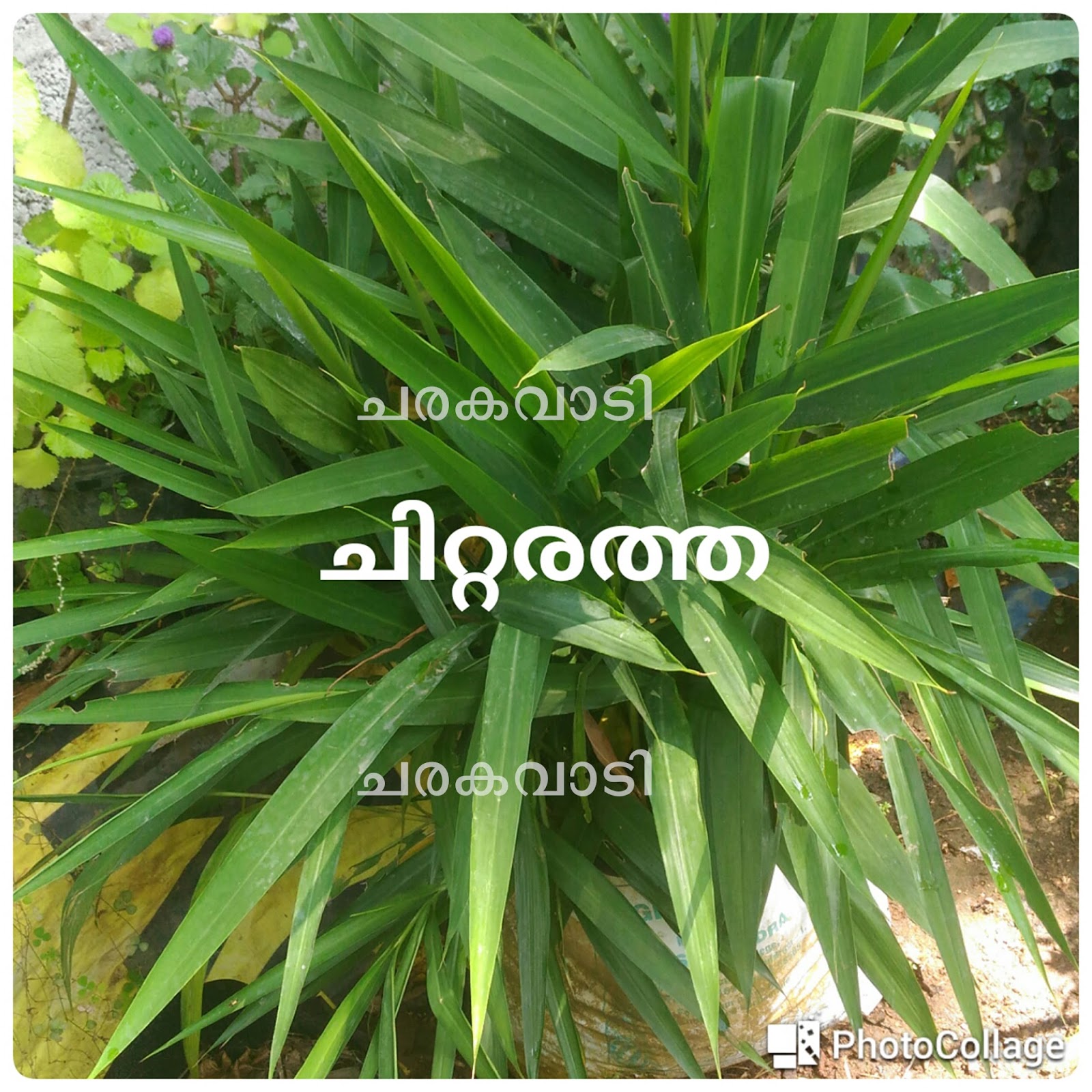 തപോവനം സിദ്ധാശ്രമം - ചരകവാടി | Thapovanam Sidhasramam - Charaka Vaadi ...