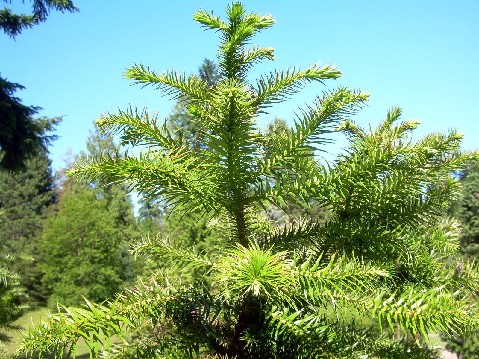 Taxonomía Visu: Phylum Tracheophyta Clase Pinopsida