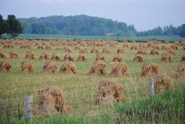 Seasons in the Valley + Furry Gnome's Adventures: The Grain Harvest ...