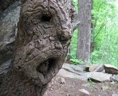 Ghost Hunting Theories: Anthropomorphic Trees