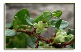 Sanar Natural: Hierbas En Chile Q-Z