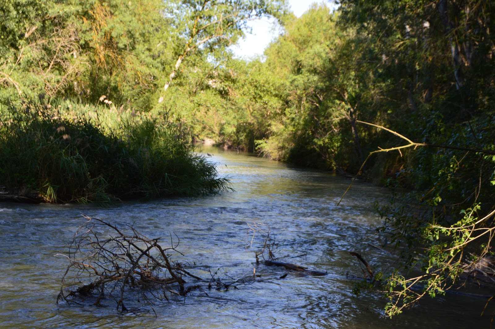 Blog de campo y minerales: En busca del fresco por la ribera del río.