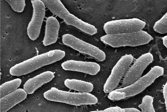 Penjelasan Kingdom Monera - Biologi Note