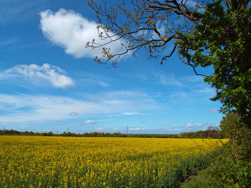 Photographs Of Newcastle: Woolsington Village