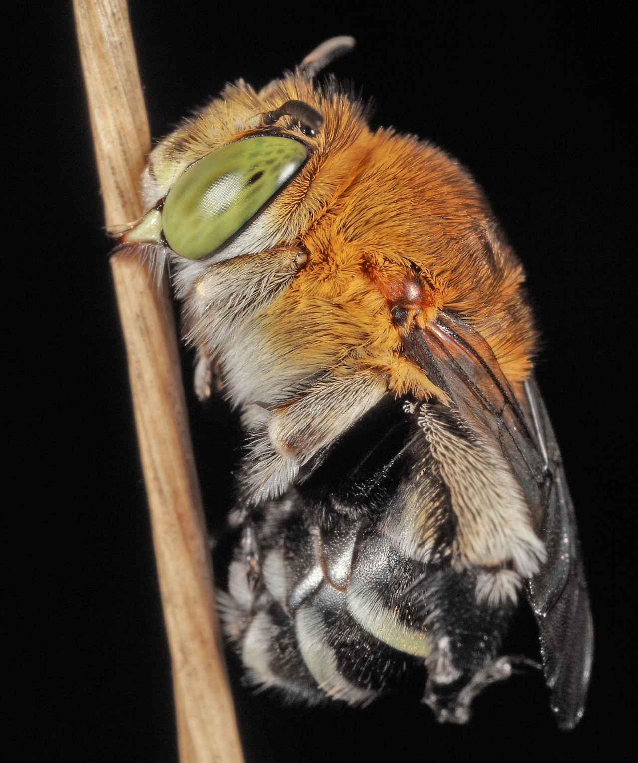 BunyipCo: More sleeping bees