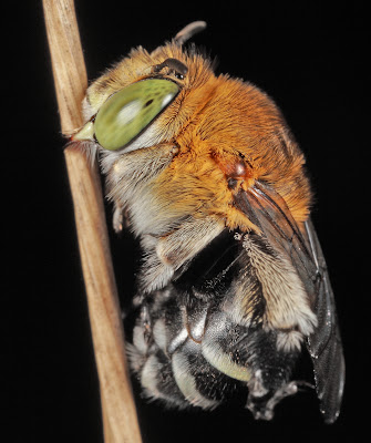 BunyipCo: More sleeping bees