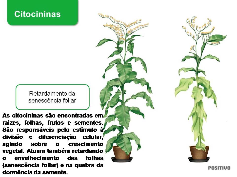 Professora Darlene Timm: Fitormônios: regulação hormonal das plantas