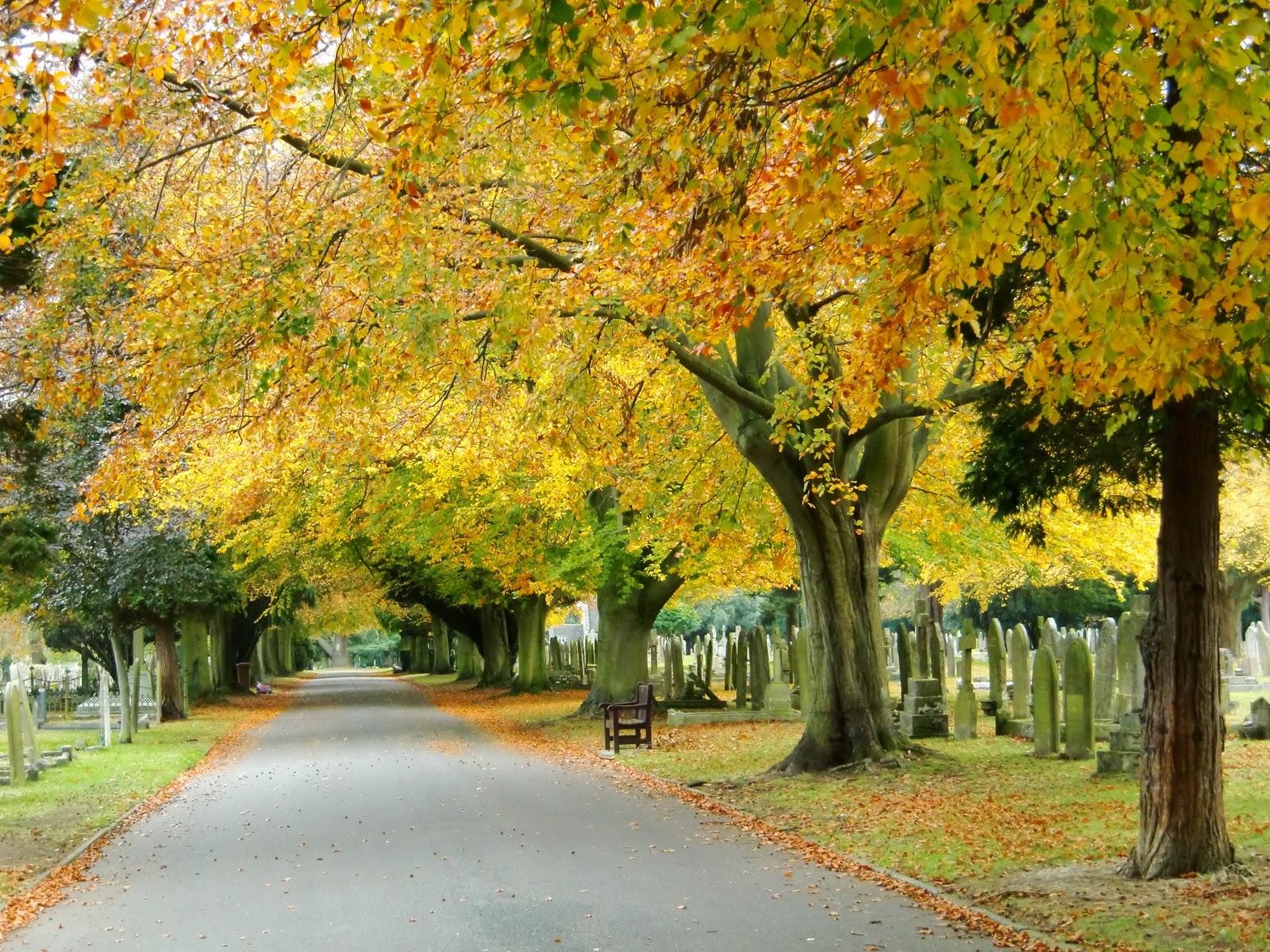 Sleeping Gardens: Autumn Glory in Ipswich, Suffolk