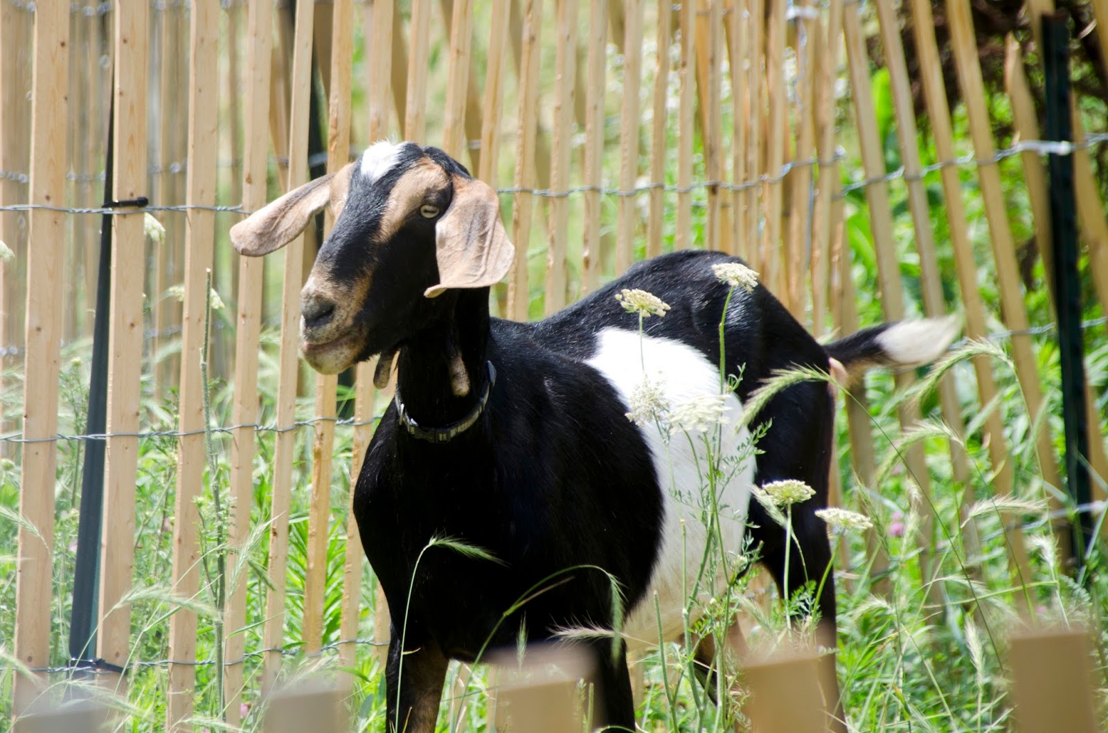 Urban Wildlife Guide: Goats at Work