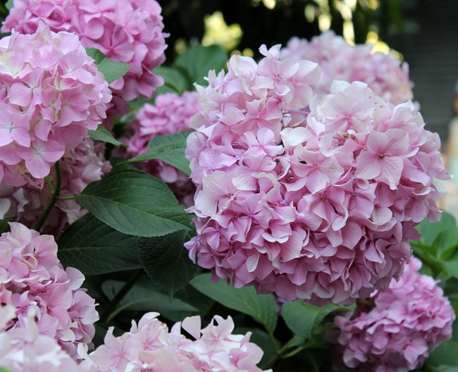 Ortancalar Diyarında - MODA GÜNÜ