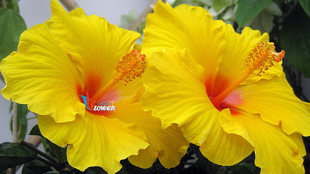 Ý nghĩa hoa Dâm bụt - Hibiscus