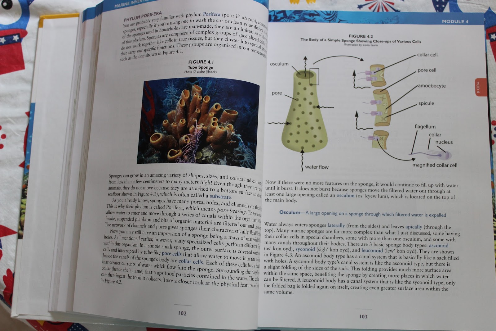 Life at Rossmont: Apologia Marine Biology {Homeschool Review Crew}