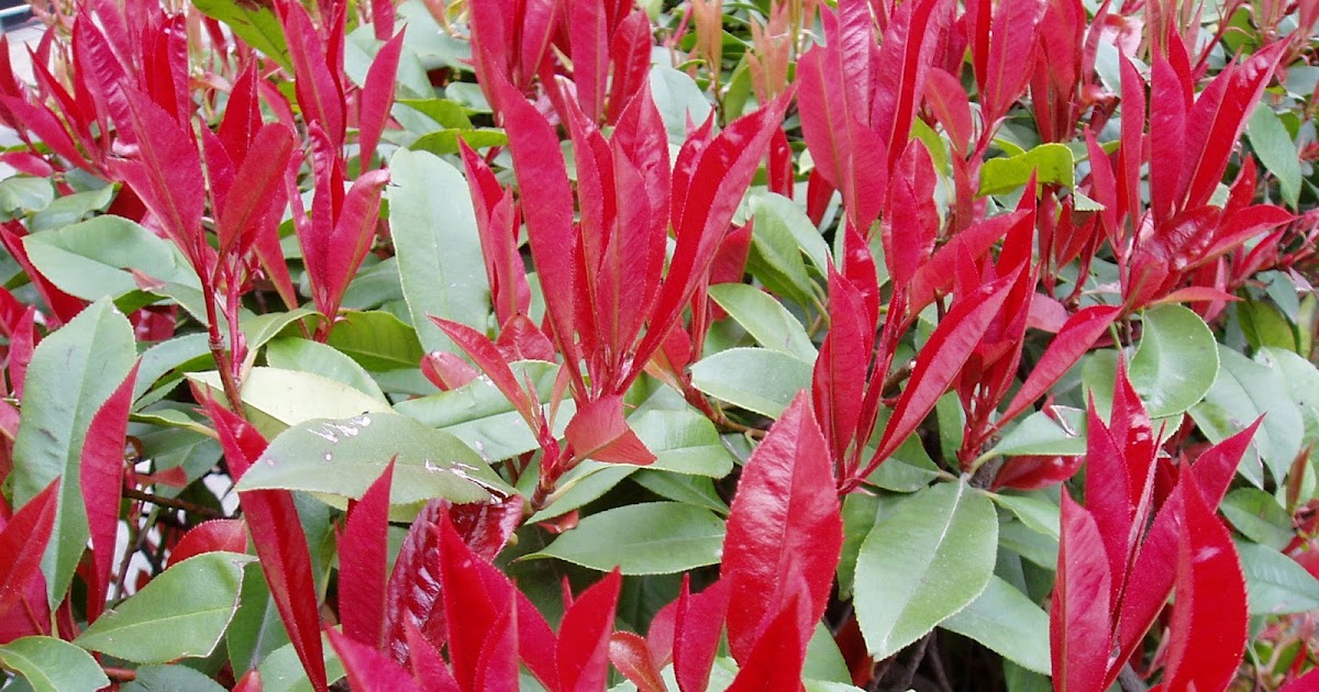 FOTINIA: Photinia x fraseri "Red Robin" - Aggregatte
