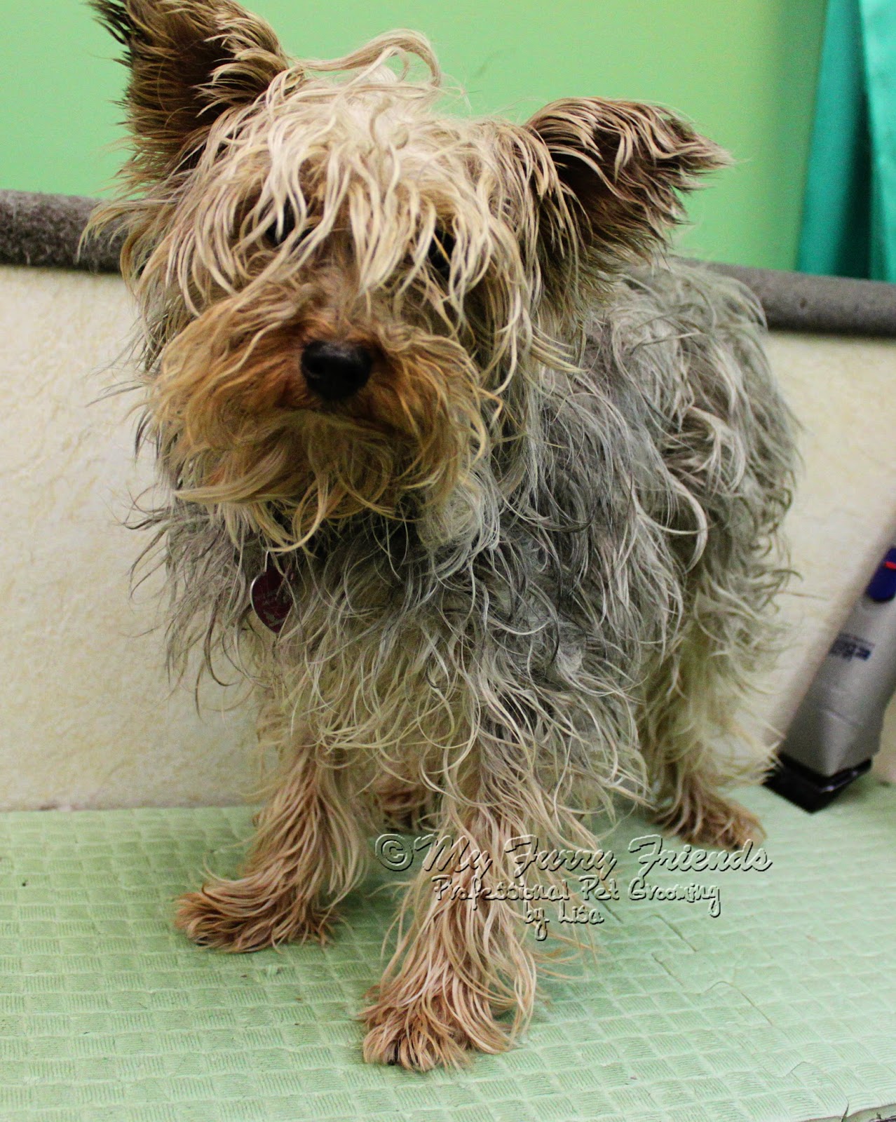Pet Grooming: The Good, The Bad, & The Furry: Mats, Mats, and More Mats