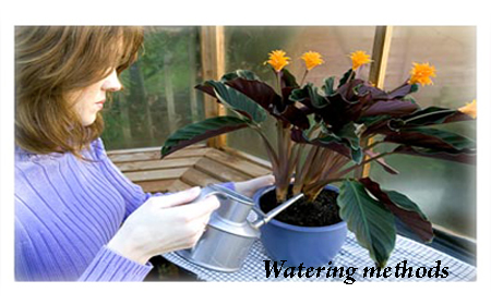 Plants Care Guide: Plants Care - Watering methods For plants