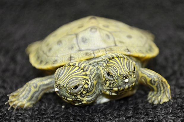 RITA EGWU'S BLOG: A Two Headed Baby Turtle Hatched With Two heads