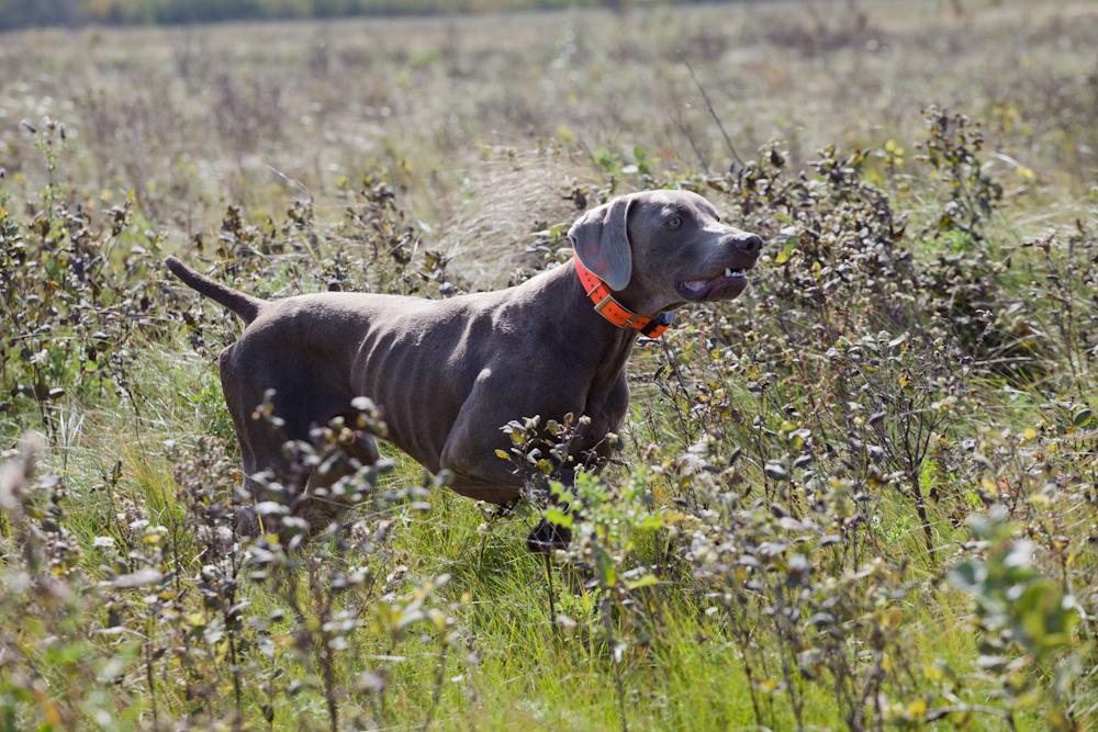 Pointing Dog Blog: Breed of the Week: The Weimaraner Part 2