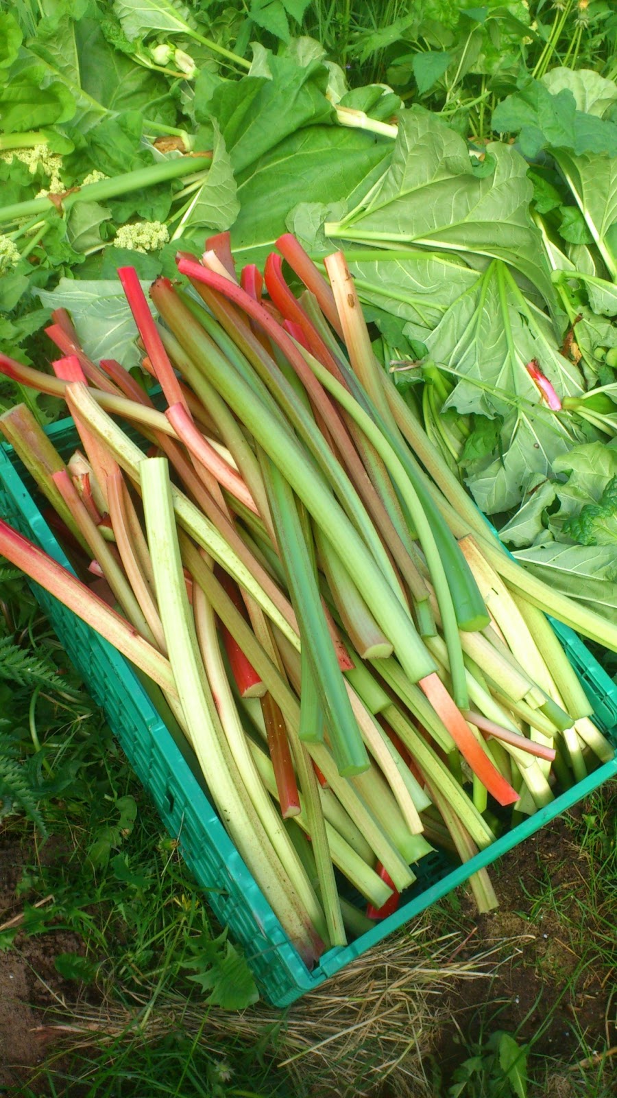 Østerhus Brygghus: Rabarbracider 2013