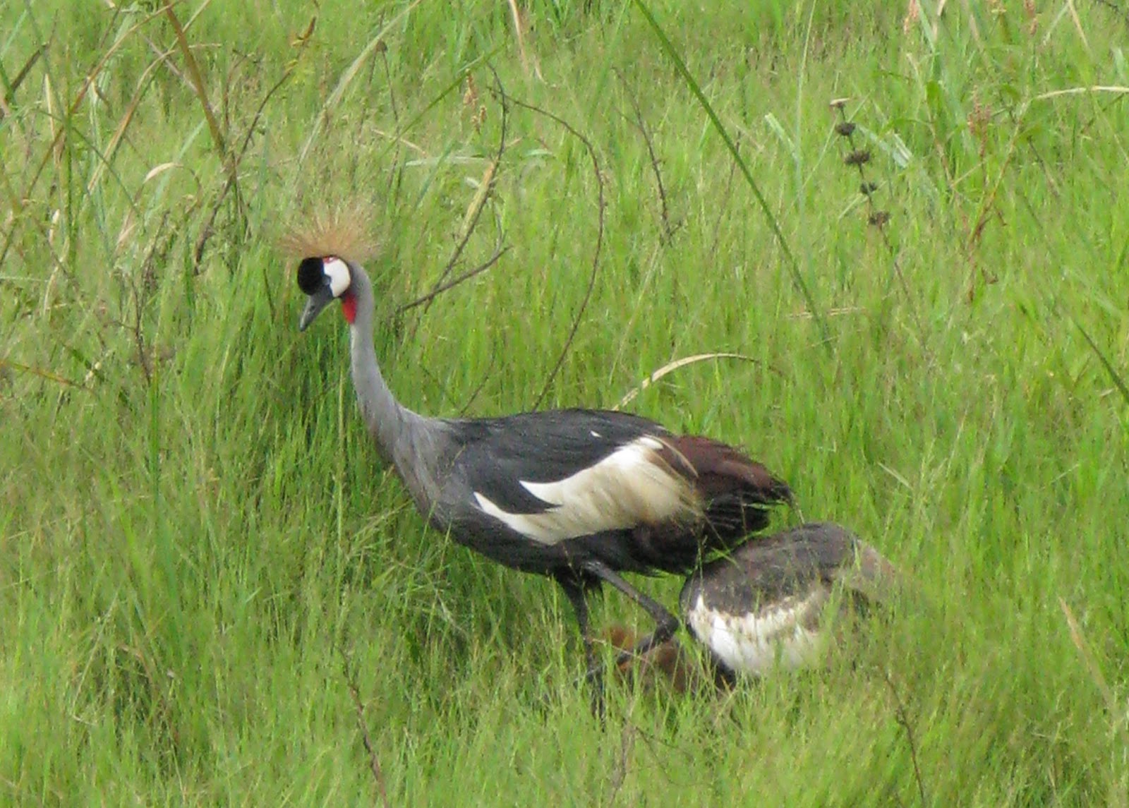 Fellowship in Africa