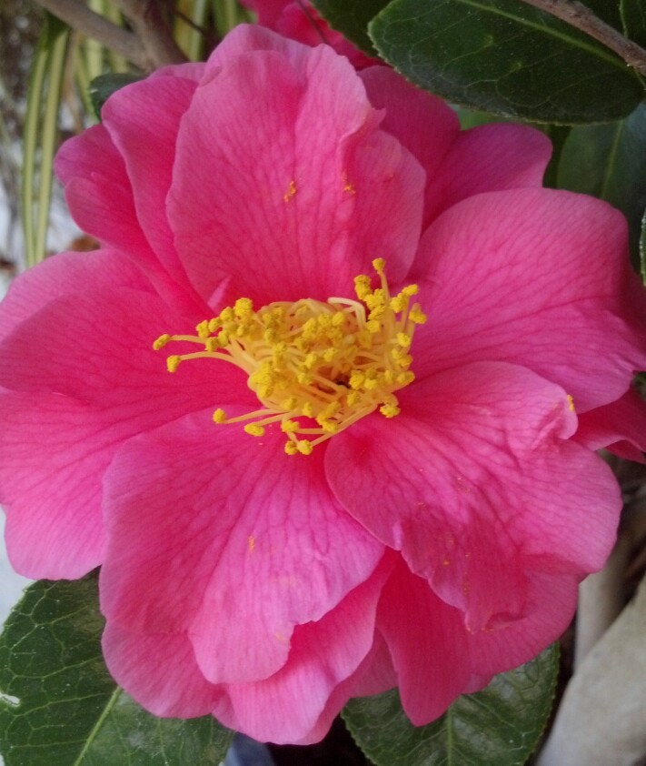 Western Tree Nursery Wholesale Only - California: Camellia