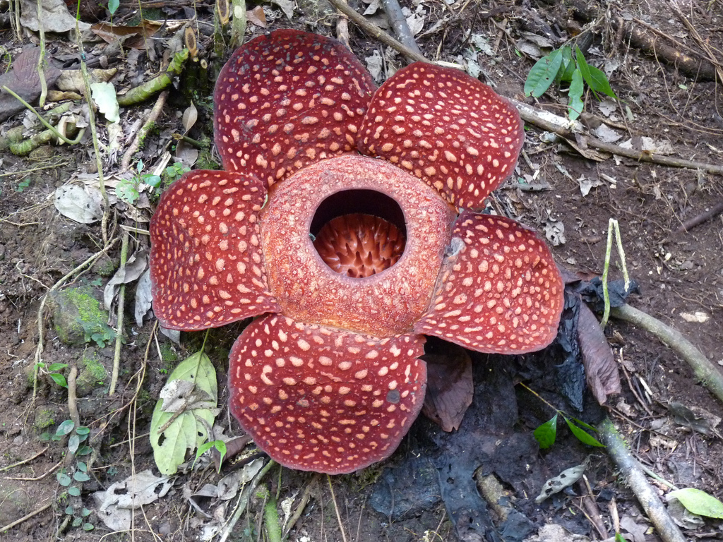 RAFFLESIA ARNOLDII FLOWER photos - wallpapers | the fun bank