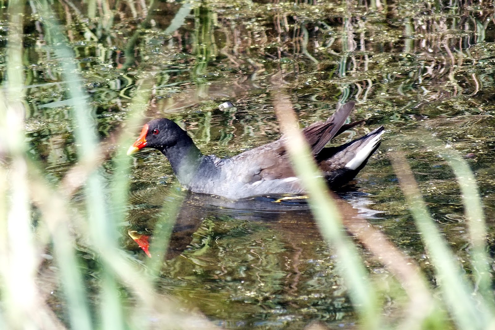 Jurnal unui desculț : zile toride, foarte cald, prigoria, dumbraveanca ...