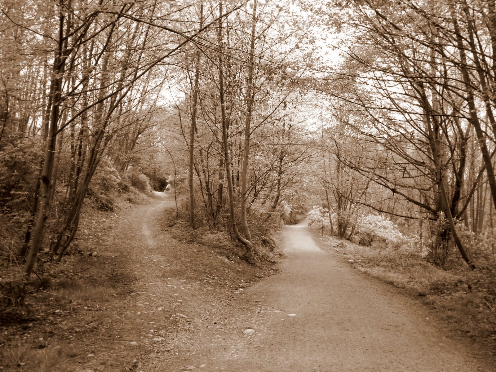 Life as I know it: Facing a fork in the road