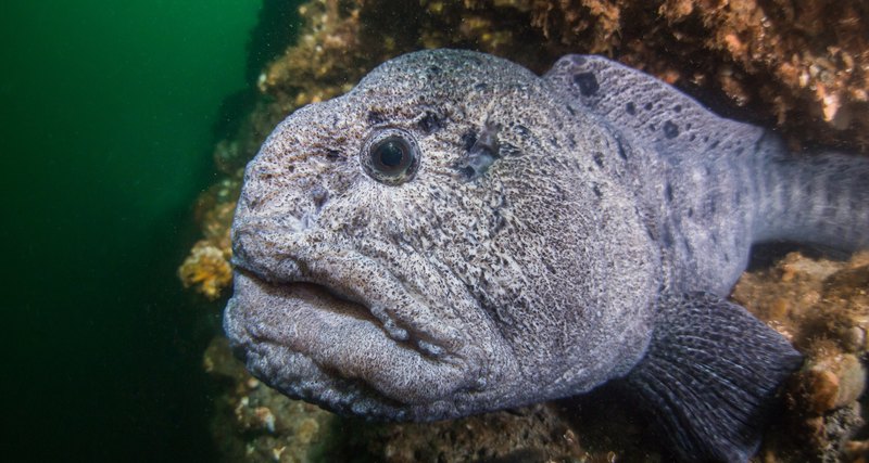 Nightmare fish with a human face