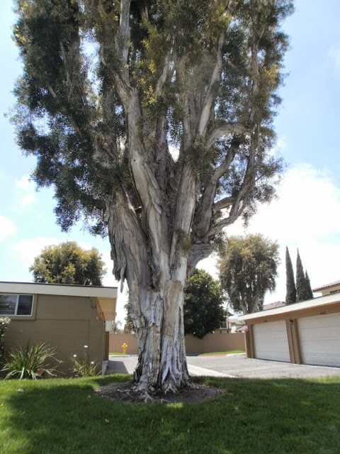 アメリカにずっと住む．．．つもり: フトモモ科 メラルーカ属の木、カジュプット（Cajeput Tree, Melaleuca ...