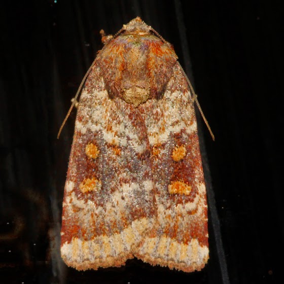 Biodiversity of British Columbia: Moths, moths moths: Libby Avis ...