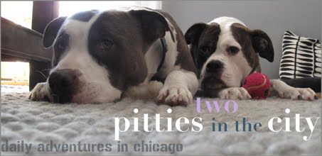 Two French Bulldogs: 2012-09-23