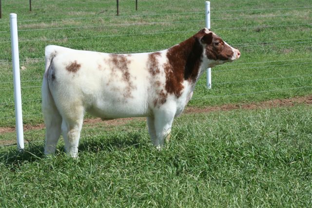 Austin Cattle Company: HE'S SOLD!!!! Thankyou to all of our infomercial ...
