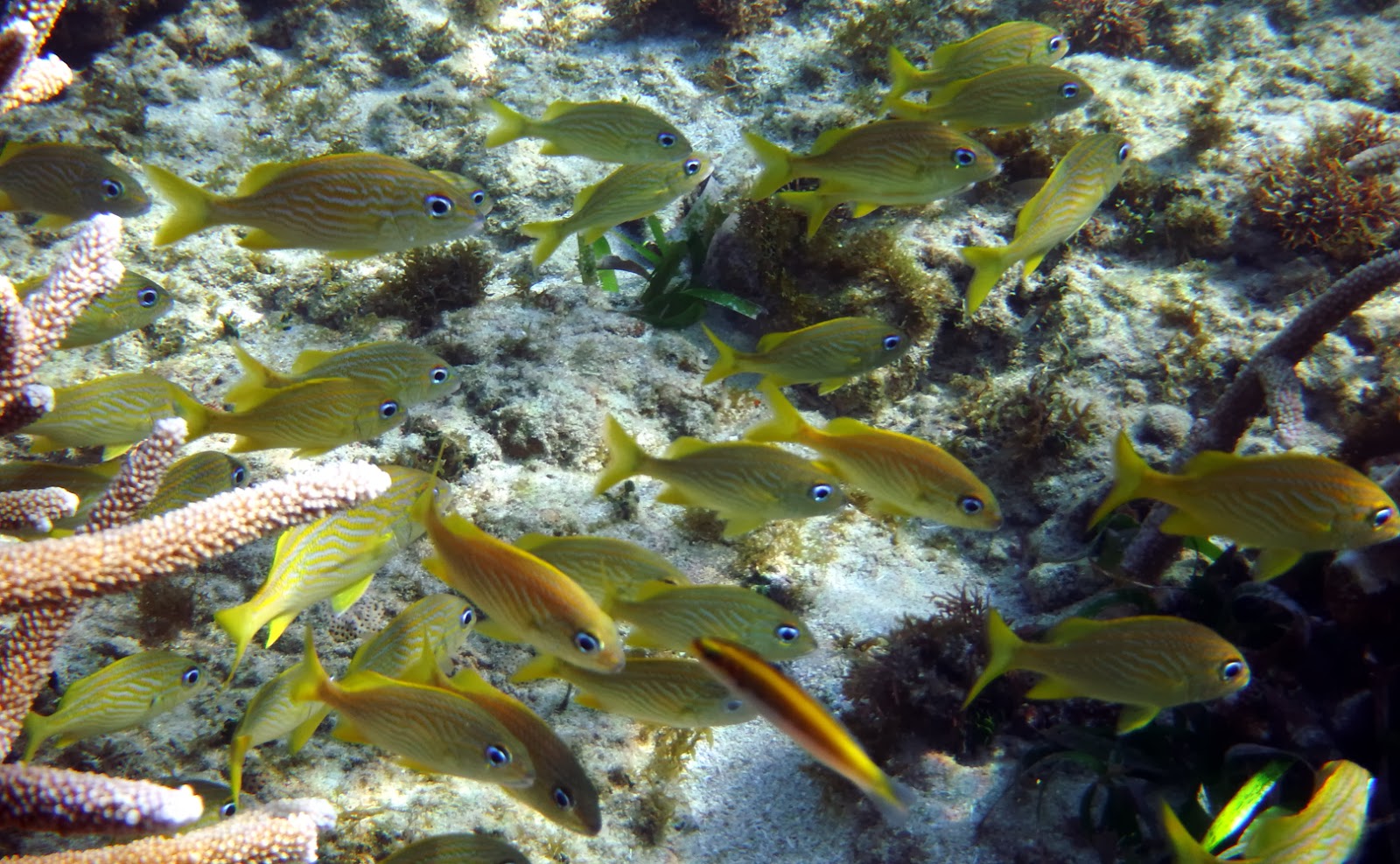 Elfshot: Tropical Fish Photos from Cuba