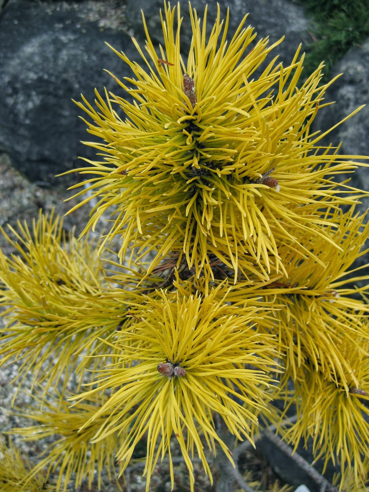 Golden Conifers in Winter - Rotary Botanical Gardens