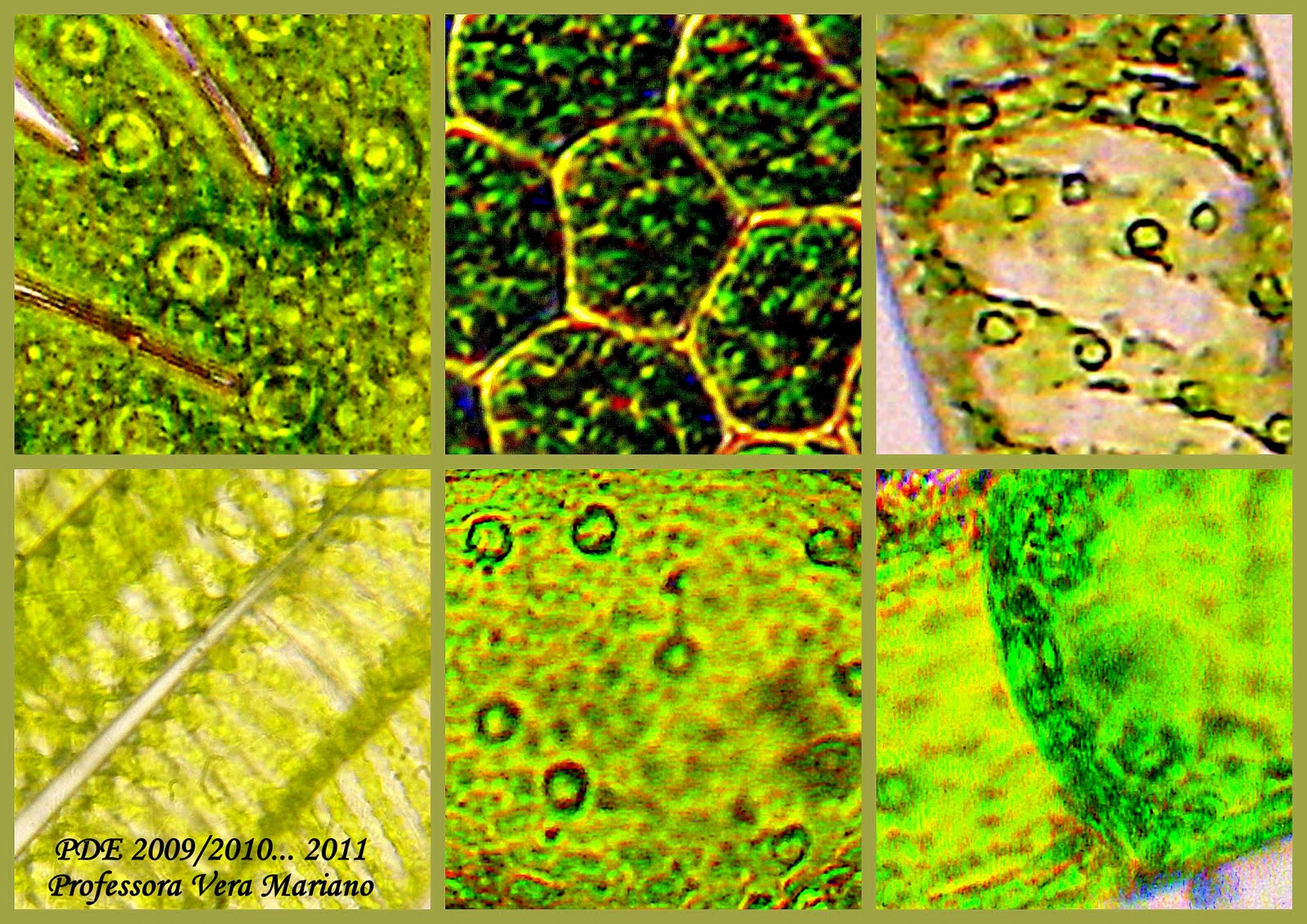 Cultivo de Microalgas em Fotobiorreatores: Várias espécies de Microalgas...